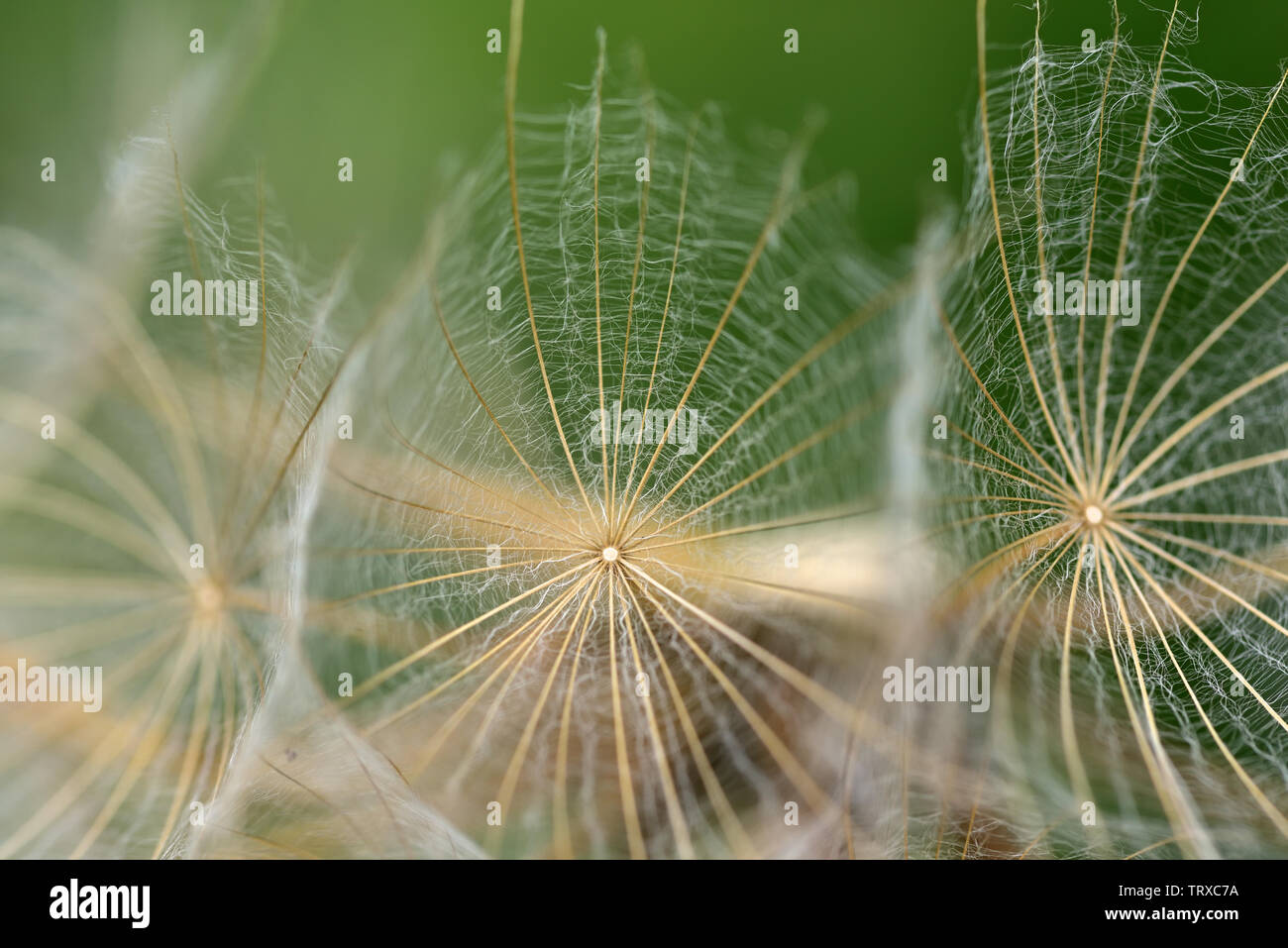 Flying seeds hi-res stock photography and images - Alamy
