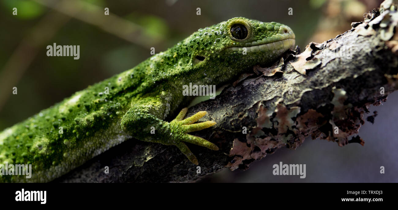 Gecko on a branch hi-res stock photography and images - Alamy