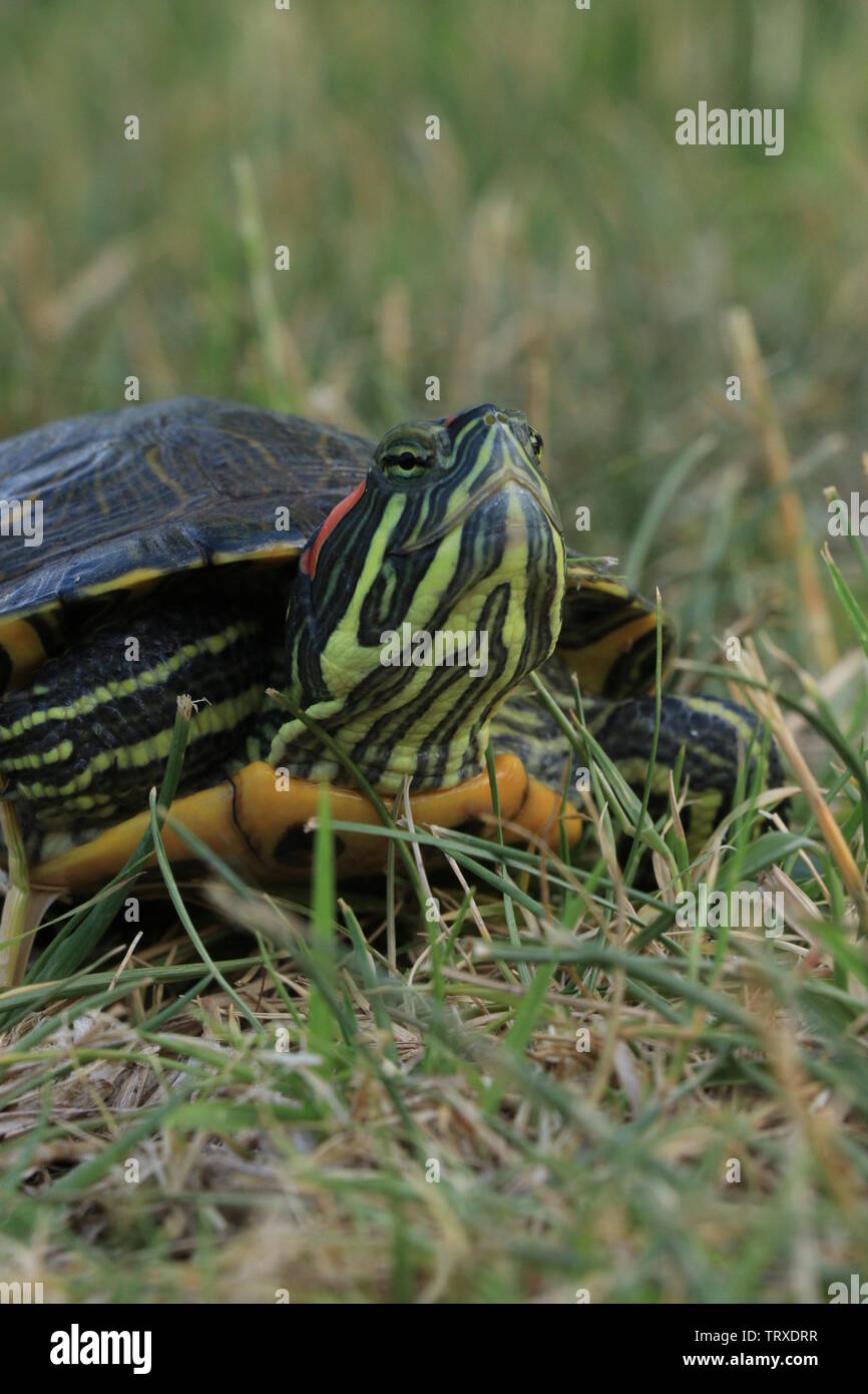 Red-eared slider turtle looking up Stock Photo - Alamy