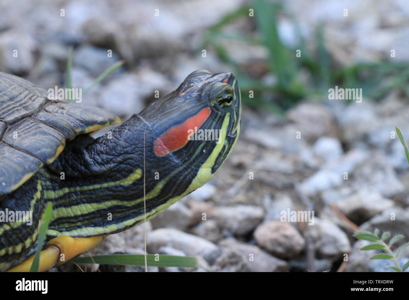 Red-eared slider turtle looking up Stock Photo - Alamy