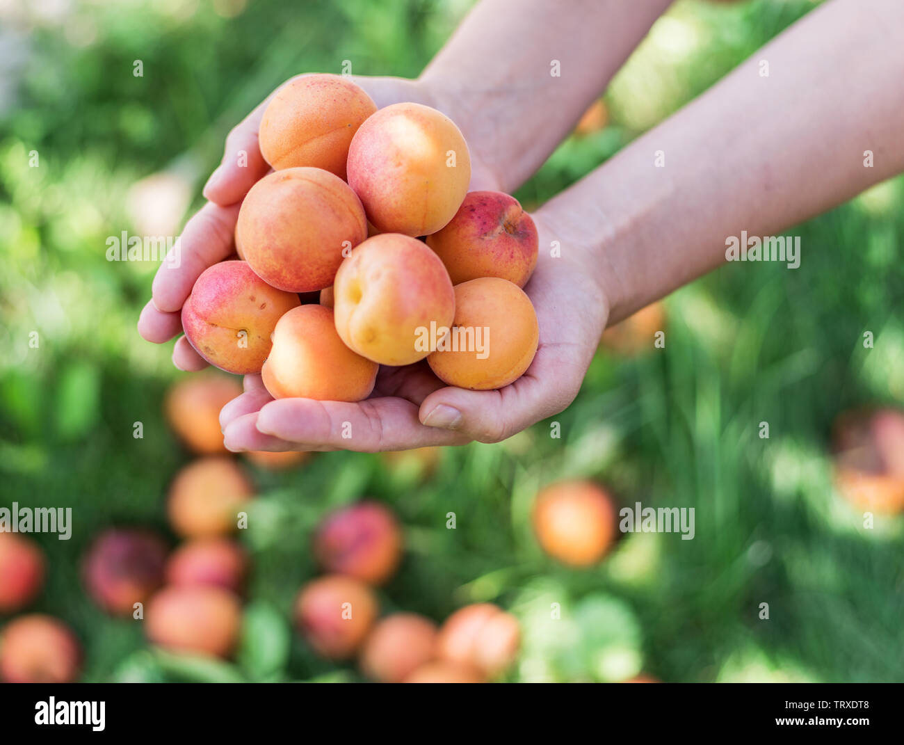 Ripe yellow apricots in female hands on a summer day in nature Stock ...