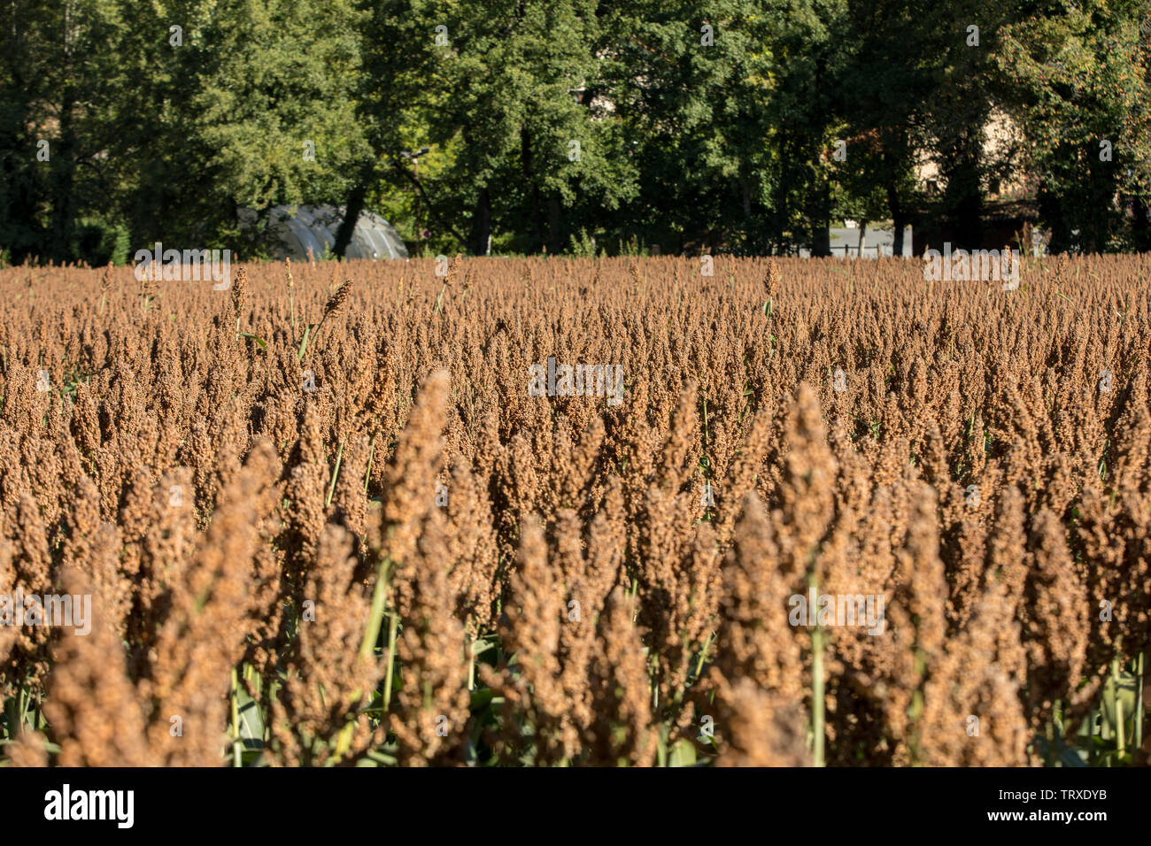 Field of ripe corn in valley of Dordogne river. France Stock Photo - Alamy