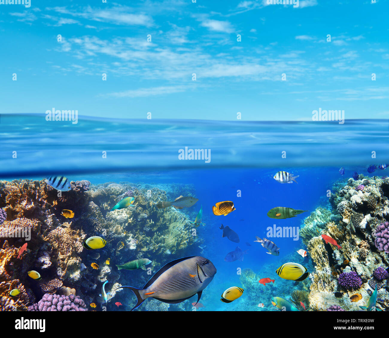 Underwater marine life of the Red Sea and blue sky. Colorful coral reef ...