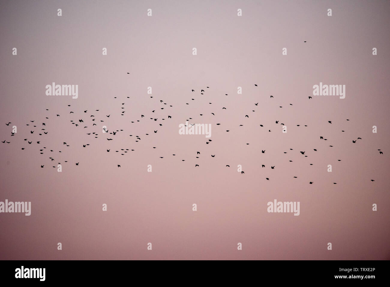 Crowd of common starling birds (Sturnus vulgaris) flying , during ...