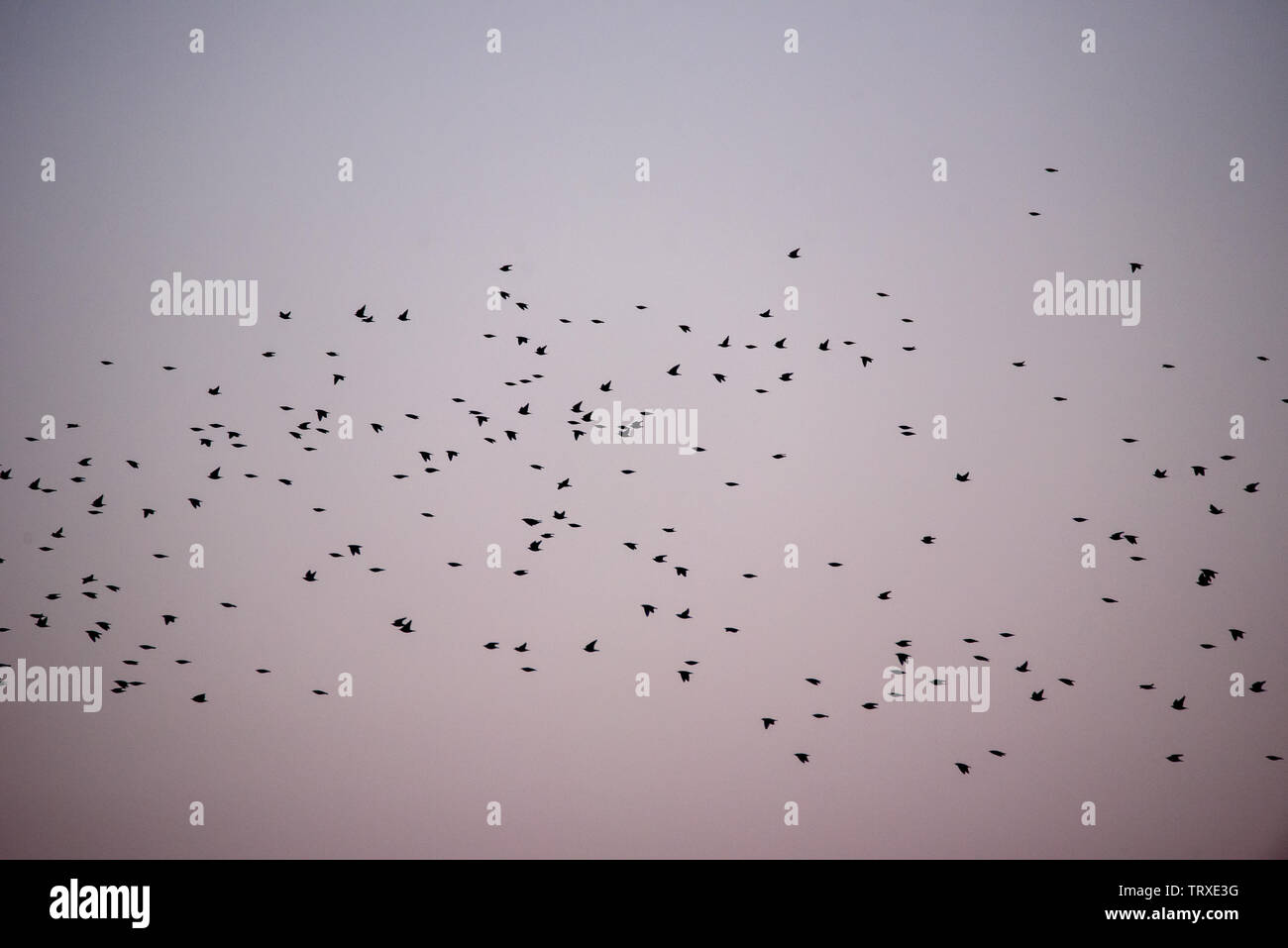 Crowd of common starling birds (Sturnus vulgaris) flying , during ...