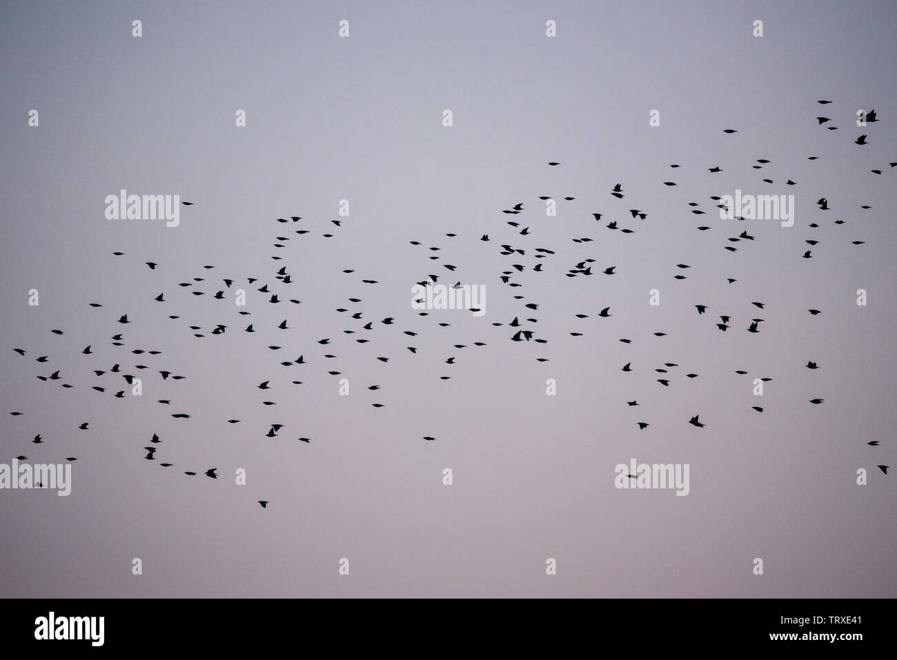Crowd of common starling birds (Sturnus vulgaris) flying , during ...
