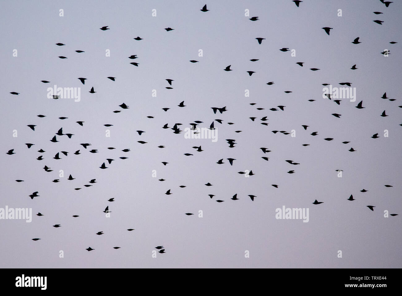 Crowd of common starling birds (Sturnus vulgaris) flying , during ...