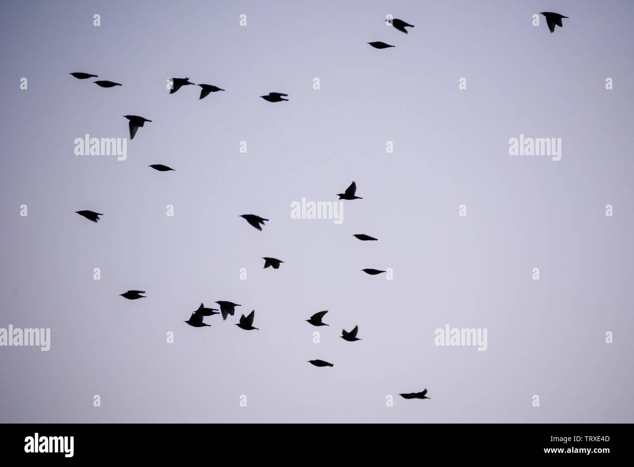 Crowd of common starling birds (Sturnus vulgaris) flying , during ...