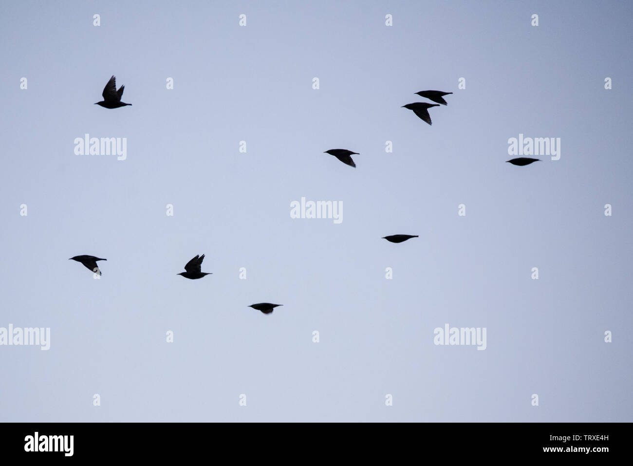 Crowd of common starling birds (Sturnus vulgaris) flying , during ...
