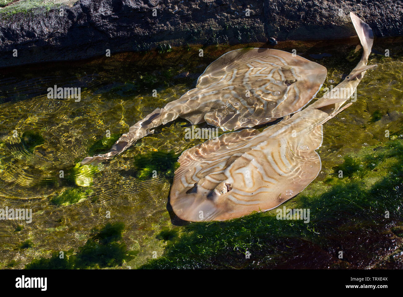 Fiddler Ray Trygonorrhina fasciata NSW Australia Stock Photo - Alamy