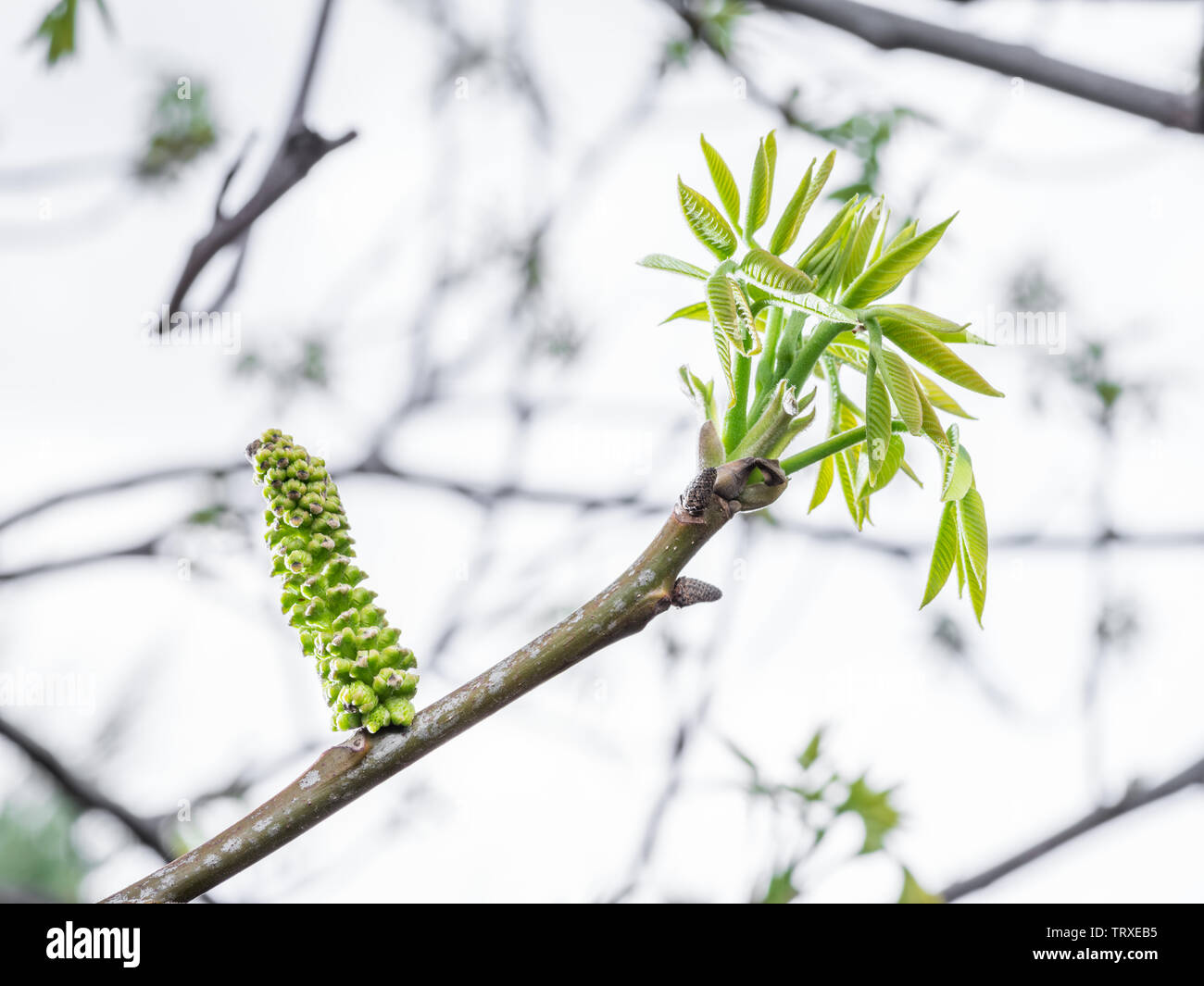 Freshly burst leaves of walnut tree close-up. Spring background Stock ...