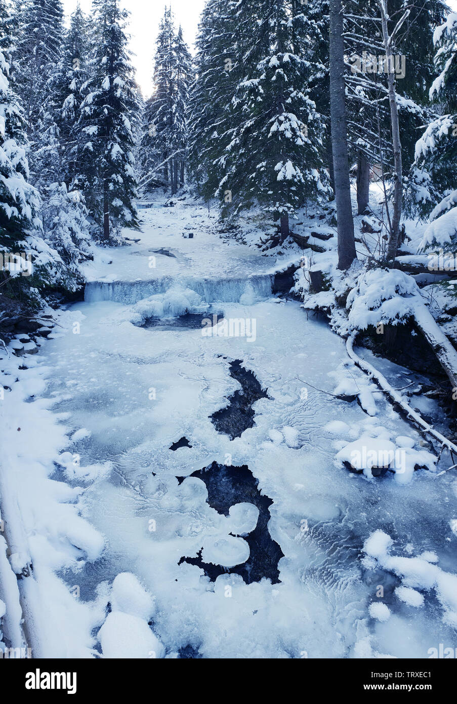 Beautiful winter landscape. Green firs covered with snow and frozen ...