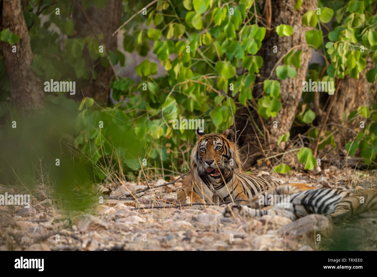 Tigers mating hi-res stock photography and images - Alamy