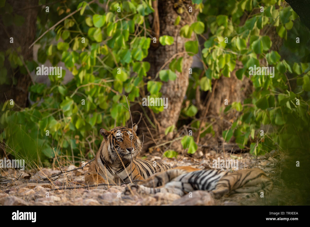 Mating pair bengal tigers hi-res stock photography and images - Alamy