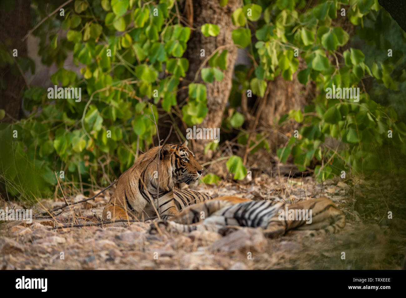 A mating pair of tigers resting after rounds of mating between these ...