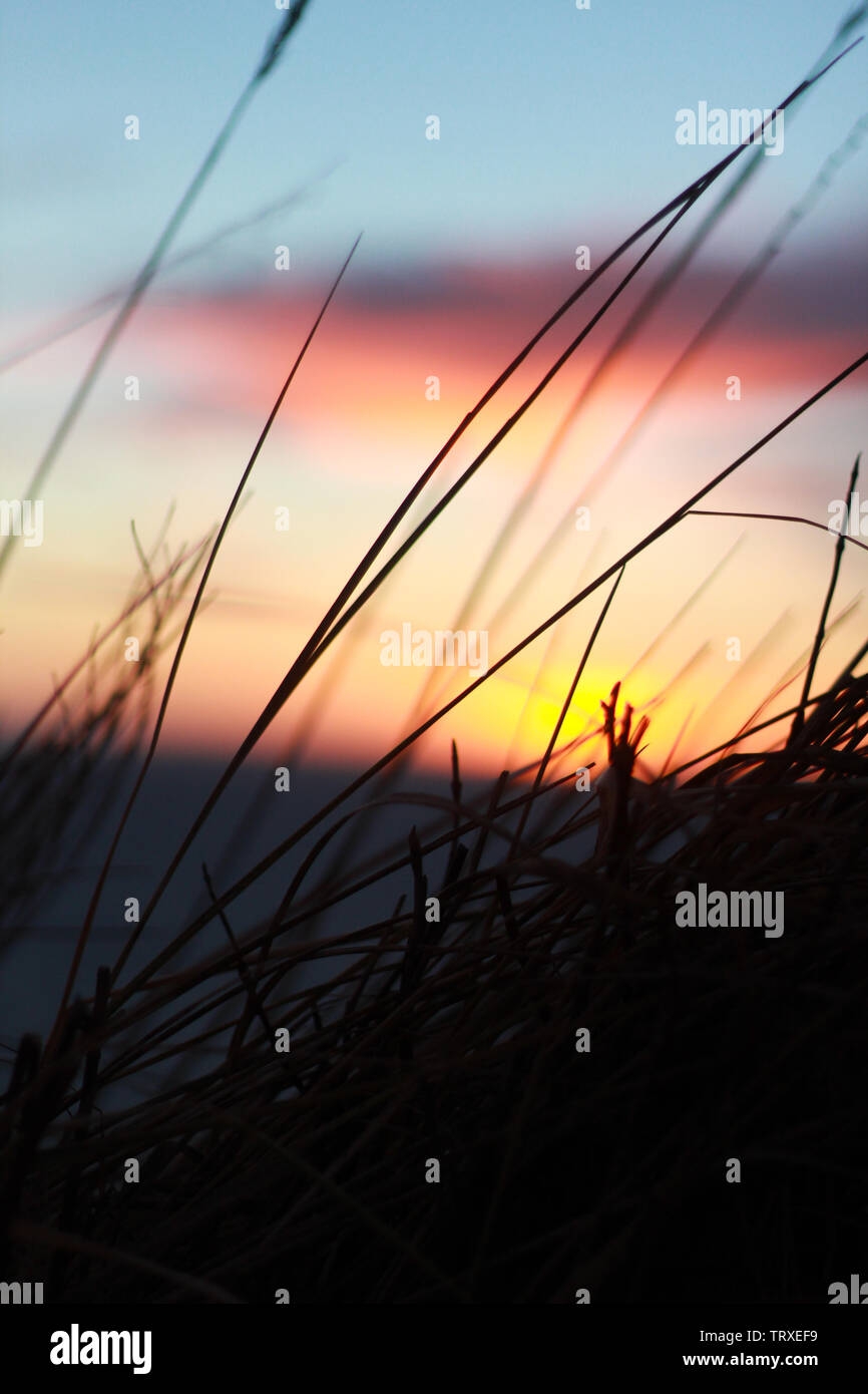 Sunset through grass Stock Photo - Alamy