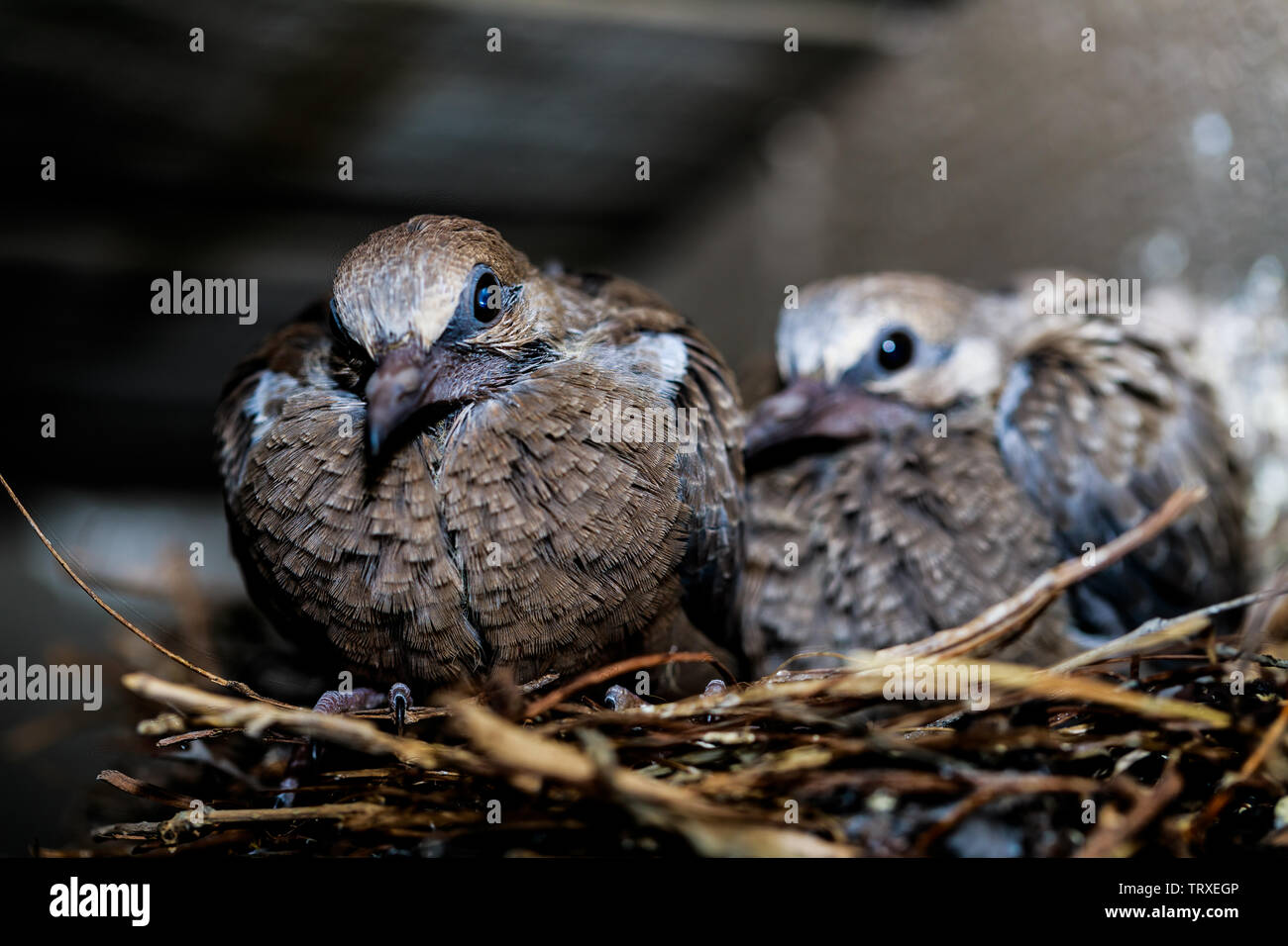 Baby birds in a nest tucked away in the rafters of a porch. The mother ...