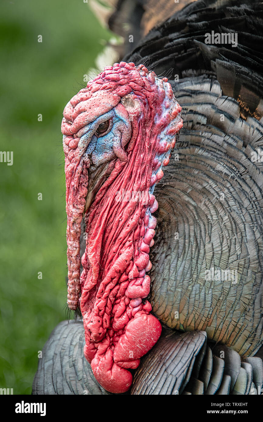 A very close profile portrait of the head of a turkey showing the ...