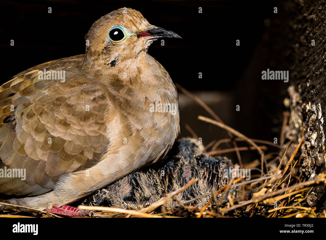 Pigeon Chicks In Nest High Resolution Stock Photography and Images - Alamy