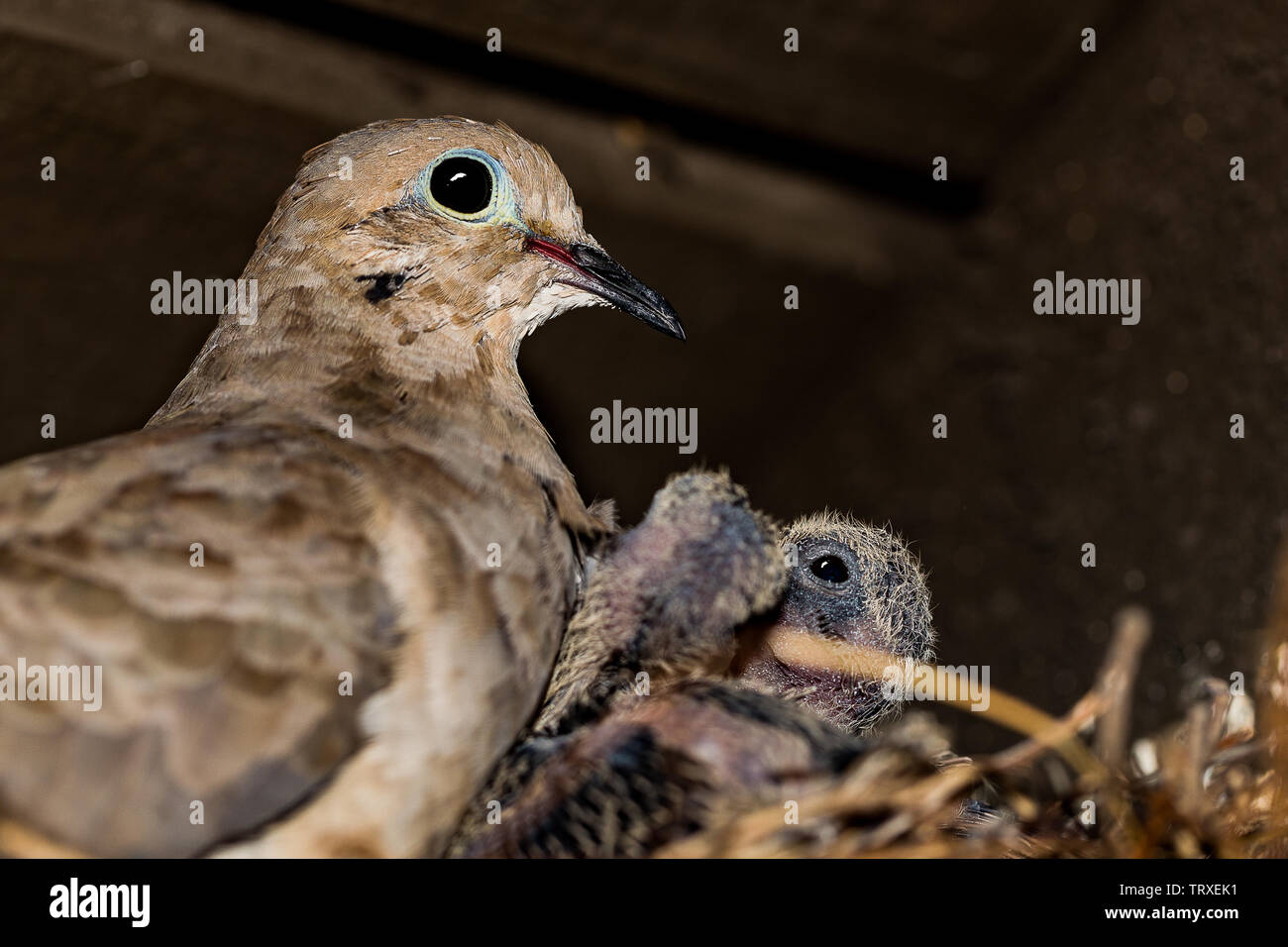 Baby birds in a nest tucked away in the rafters of a porch. The mother ...