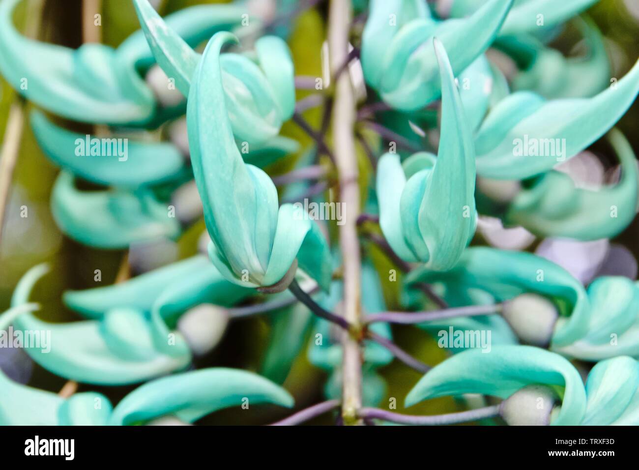 Strongylodon macrobotrys, commonly known as jade vine, emerald vine or ...