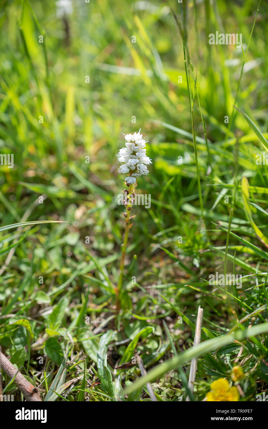 Alpine Bistort, Bistorta vivipara. Polygonum viviparum, Persicaria ...