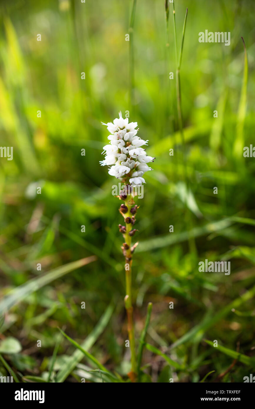 Alpine Bistort, Bistorta vivipara. Polygonum viviparum, Persicaria ...