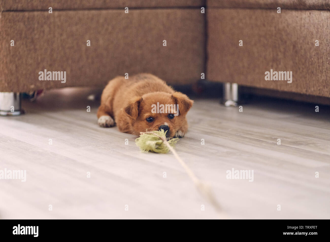 Rag dog hi-res stock photography and images - Alamy