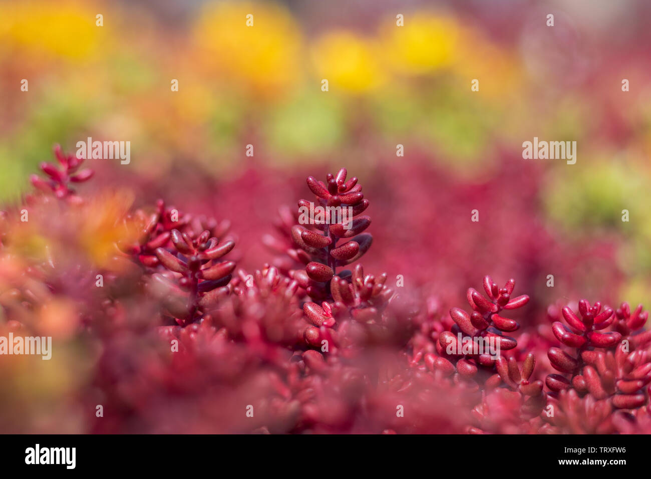Rock stonecrop hi-res stock photography and images - Alamy