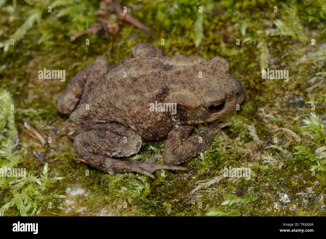 Common toad. Dorset, UK Stock Photo - Alamy