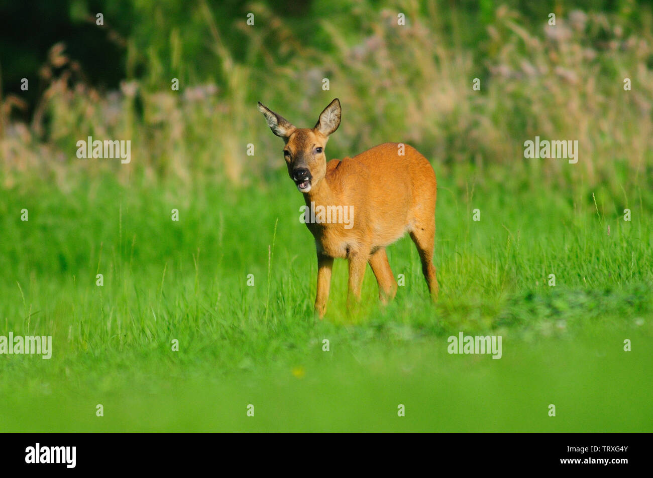 female roe deer grazing in field Stock Photo - Alamy