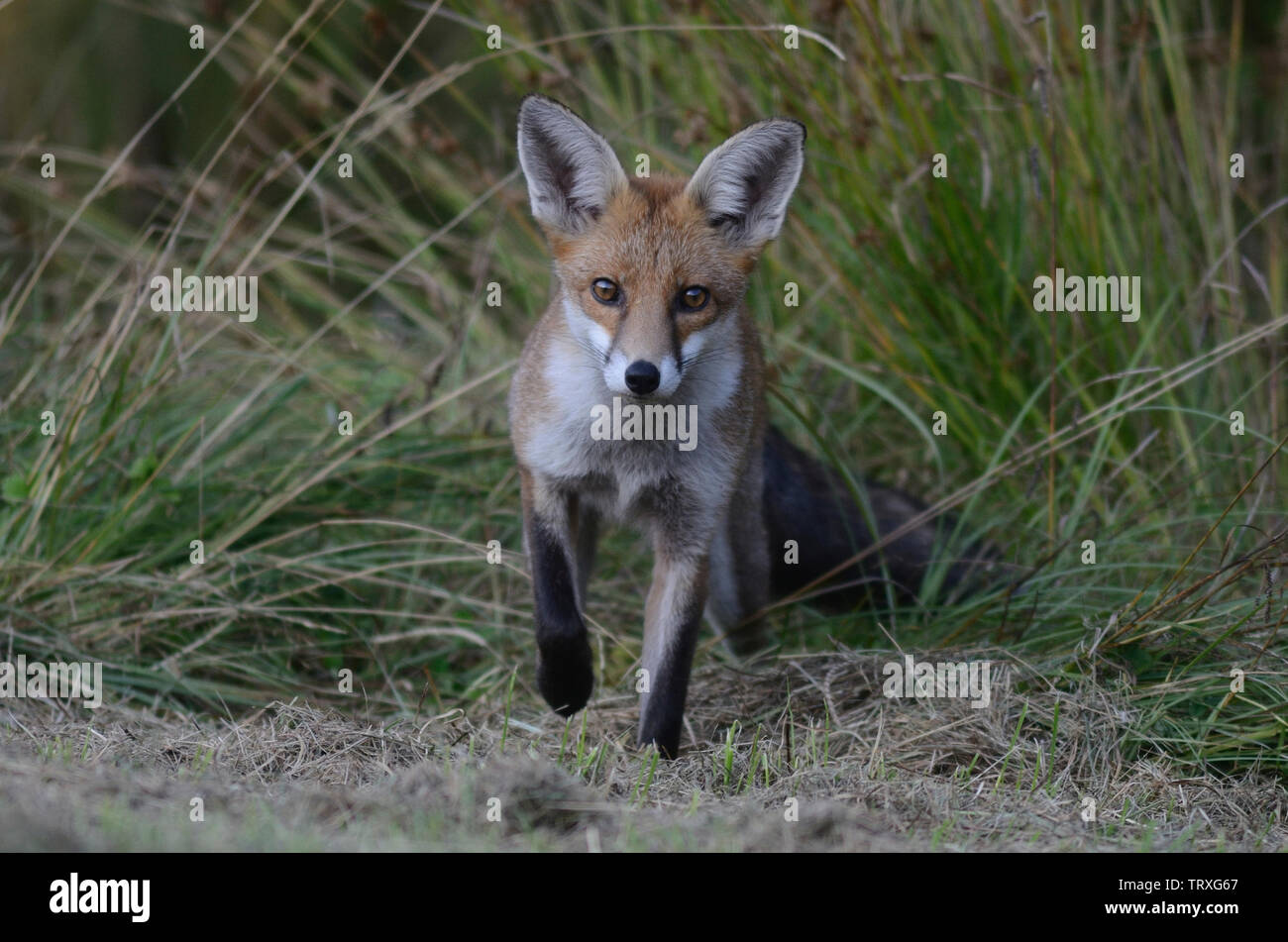 red fox vulpes vulpes Stock Photo - Alamy