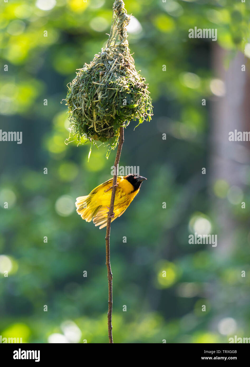 Birds With Wings Stretched Out High Resolution Stock Photography and ...