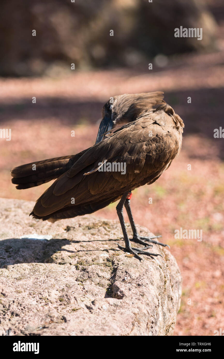 Sedentary birds hi-res stock photography and images - Alamy