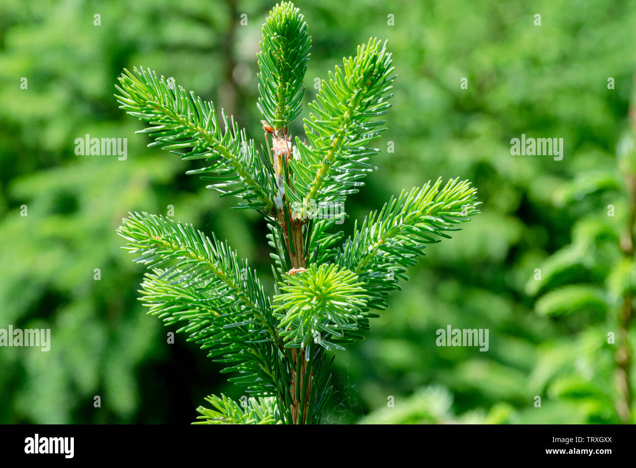 Nordmann fir garden hi-res stock photography and images - Alamy