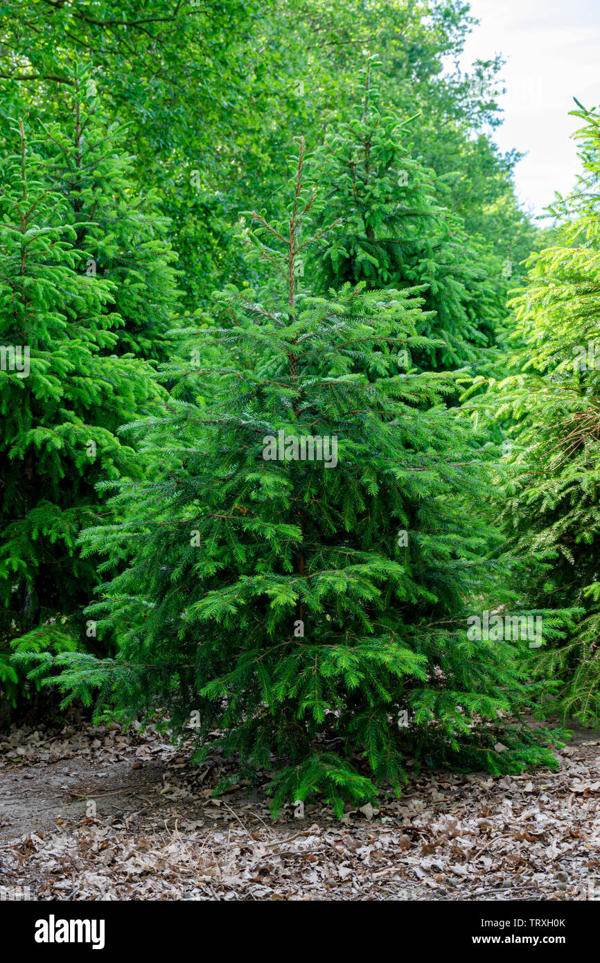 Nordmann fir plantation in hi-res stock photography and images - Alamy