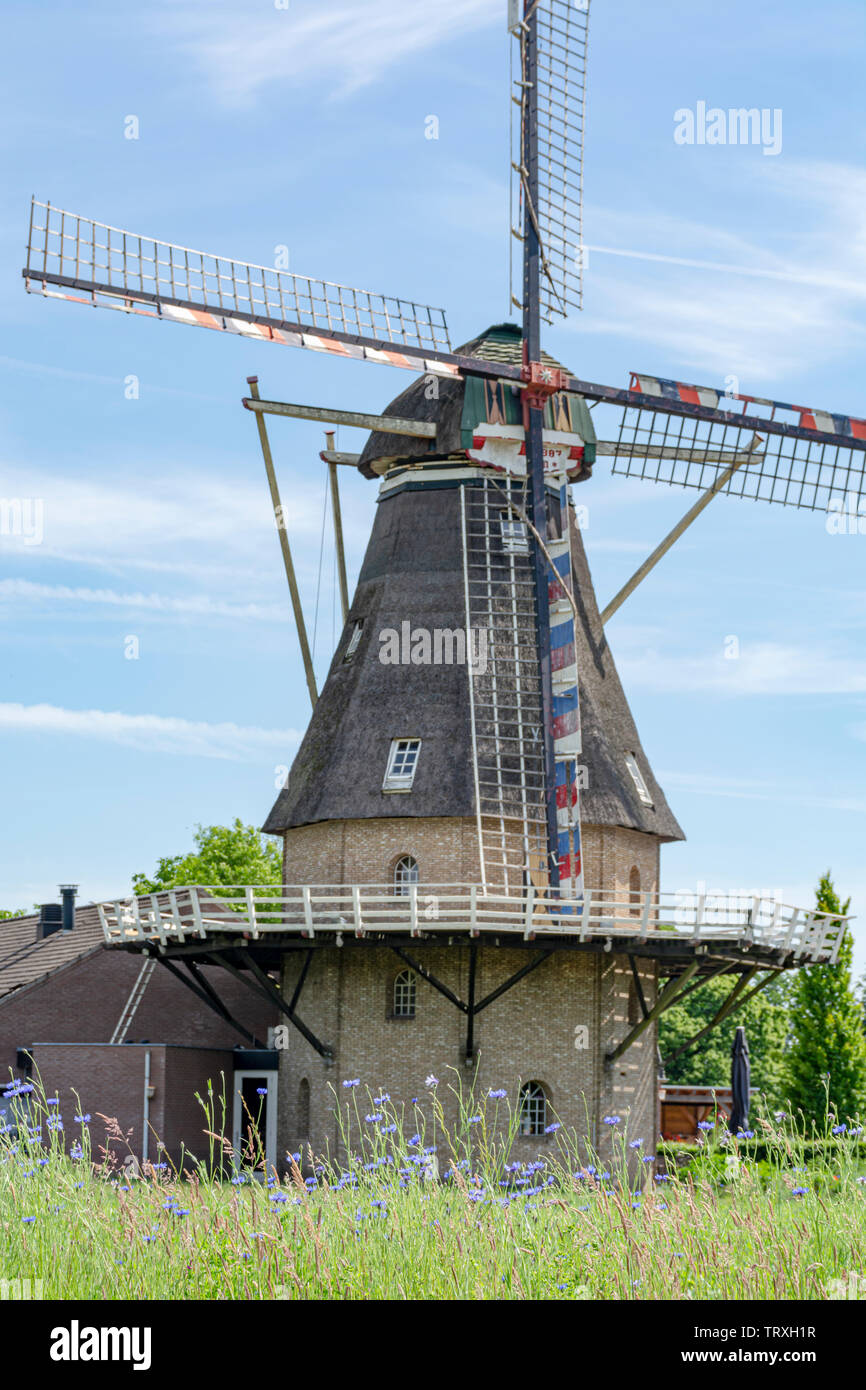 Dutch grain wind mill and corn field with blue flowers in summer, Oerle ...