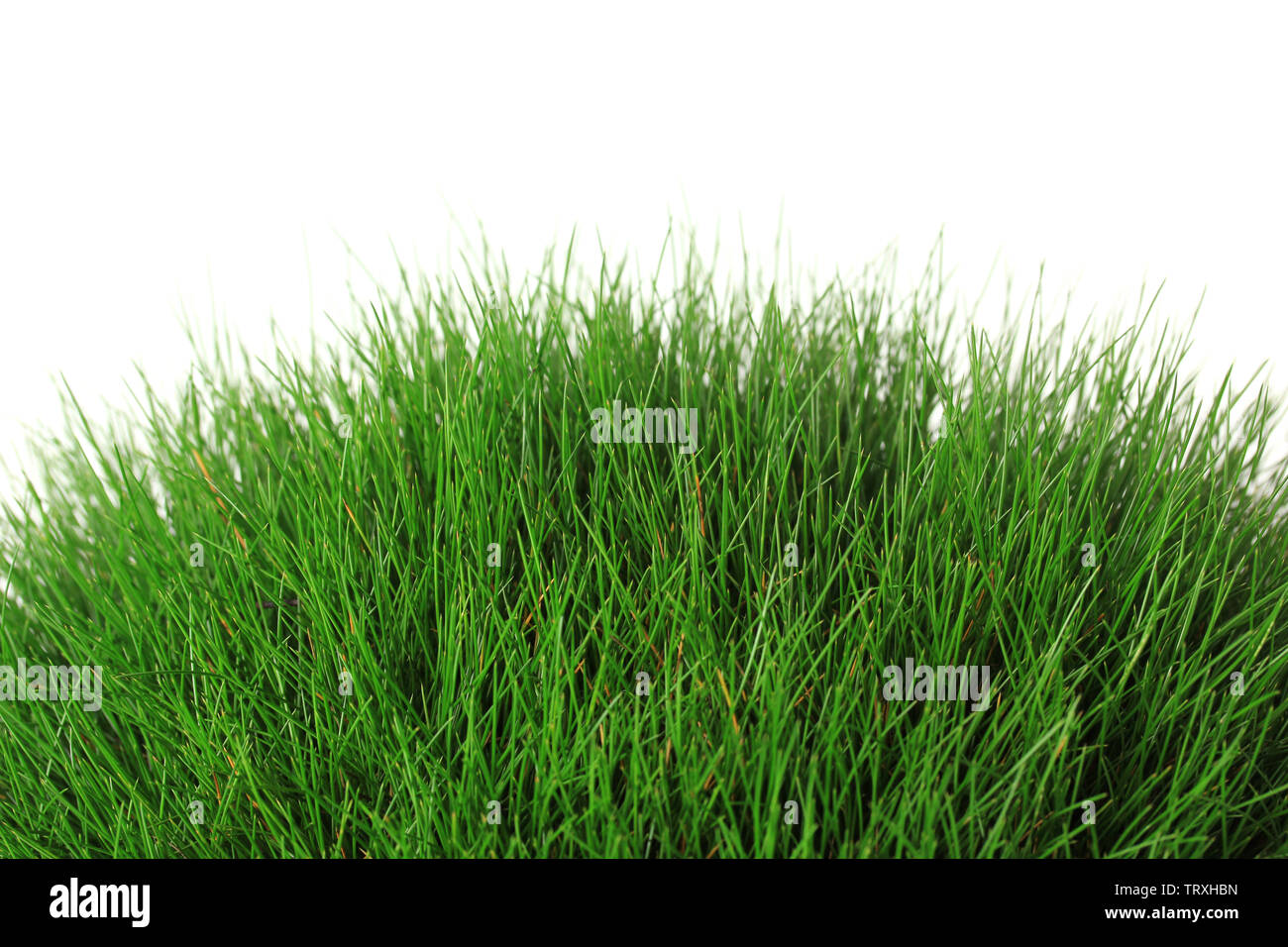 Beautiful green grass, isolated on white Stock Photo - Alamy