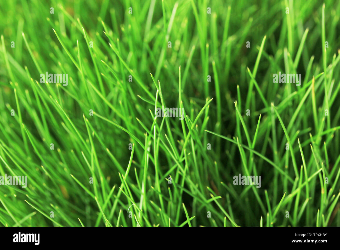 Beautiful green grass close up hi-res stock photography and images - Alamy