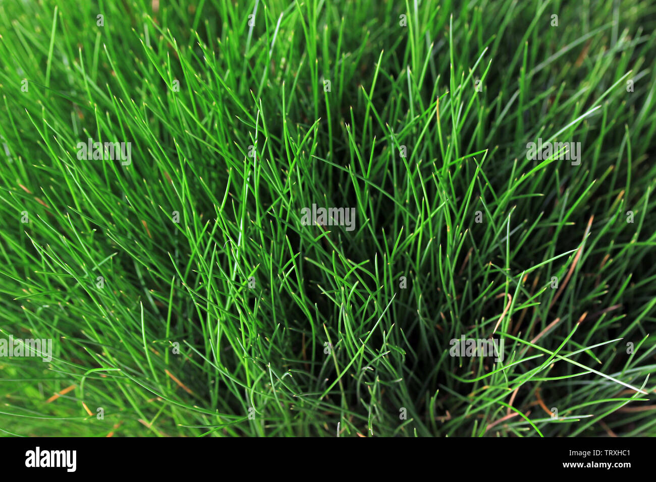Beautiful green grass, close up Stock Photo - Alamy