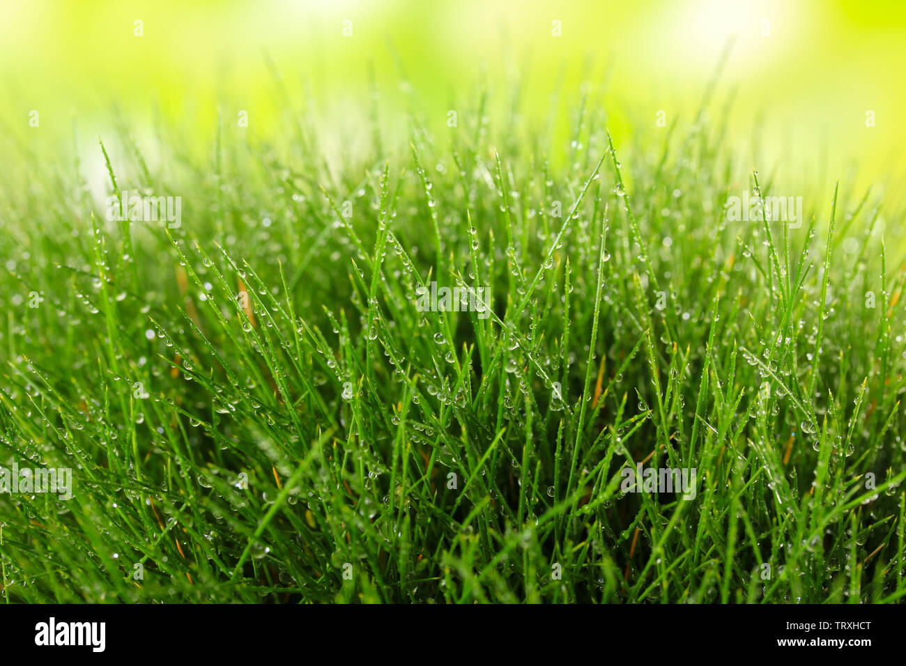 Beautiful green grass on nature background Stock Photo - Alamy