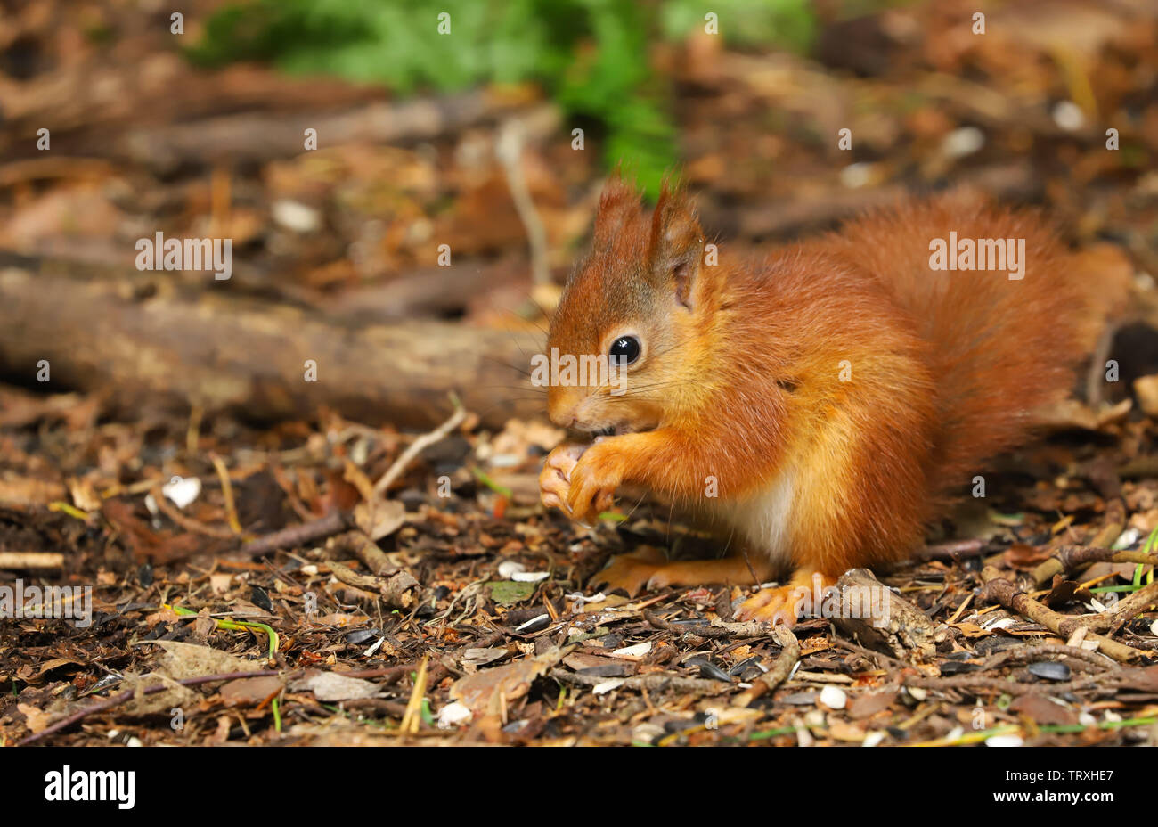 A cute baby Red Squirrel (Sciurus vulgaris). Taken in late spring on ...