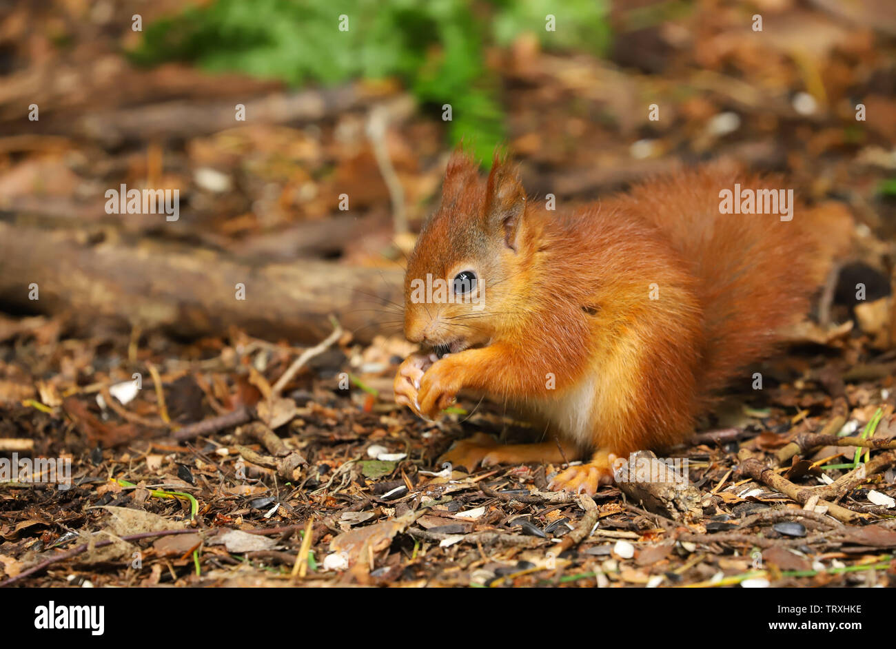 A cute baby Red Squirrel (Sciurus vulgaris). Taken in late spring on ...