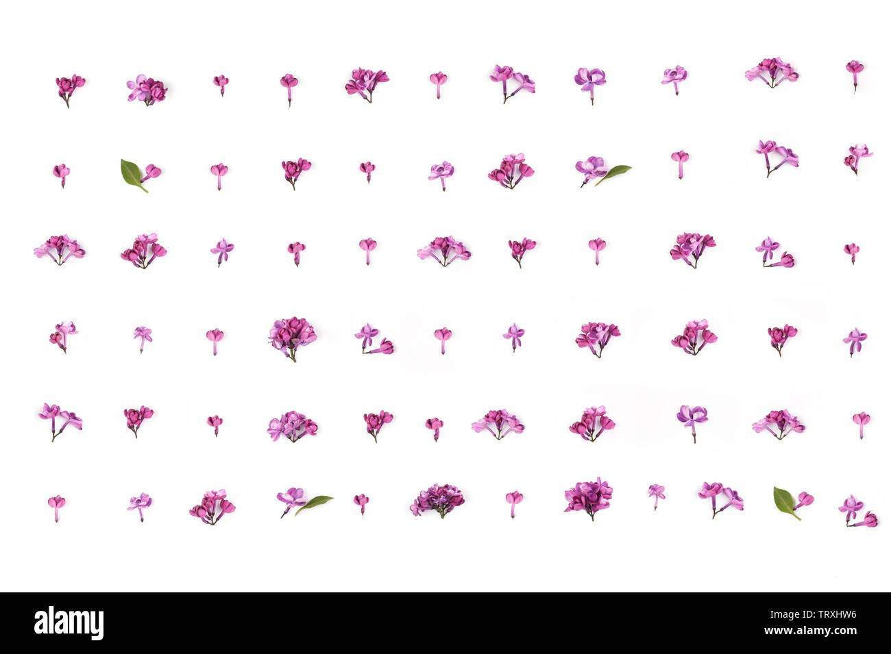 Creative layout made of purple lilac flowers on white background ...