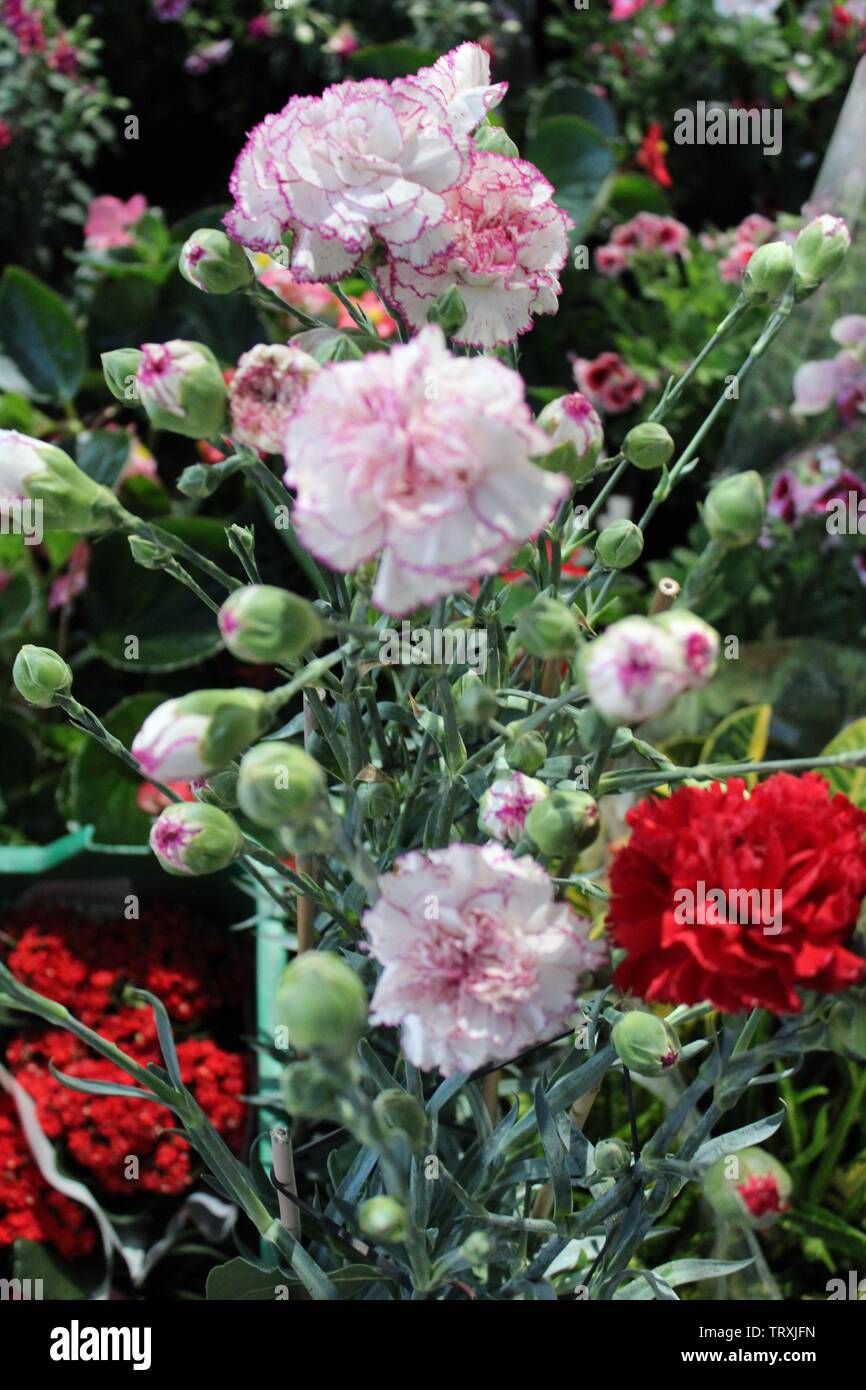 Red carnations memorial hi-res stock photography and images - Alamy