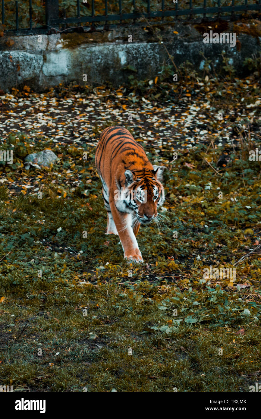 Tiger walks on the grass. Wild animal in park Stock Photo - Alamy