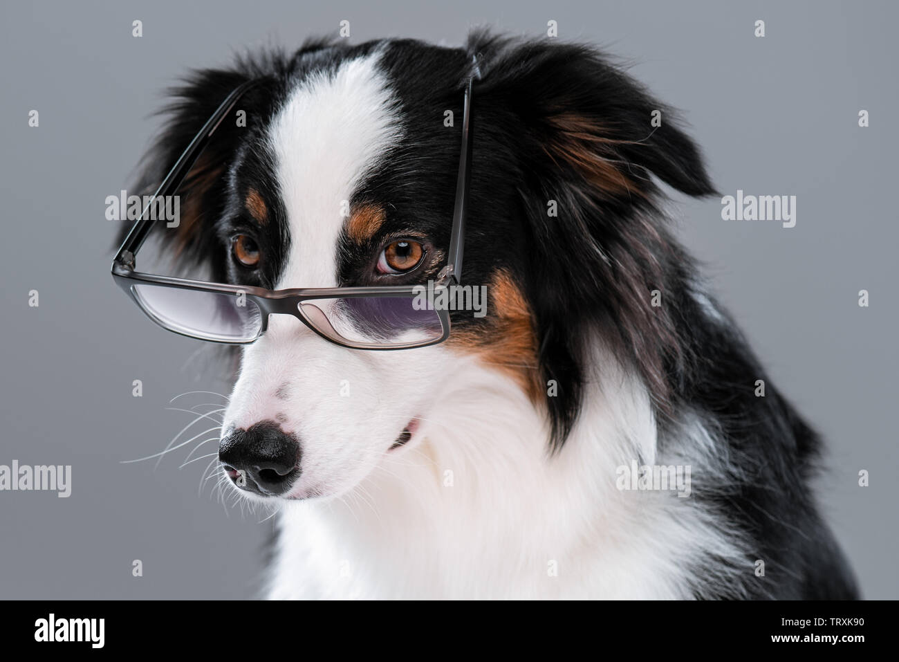 Australian Shepherd dog on gray Stock Photo - Alamy