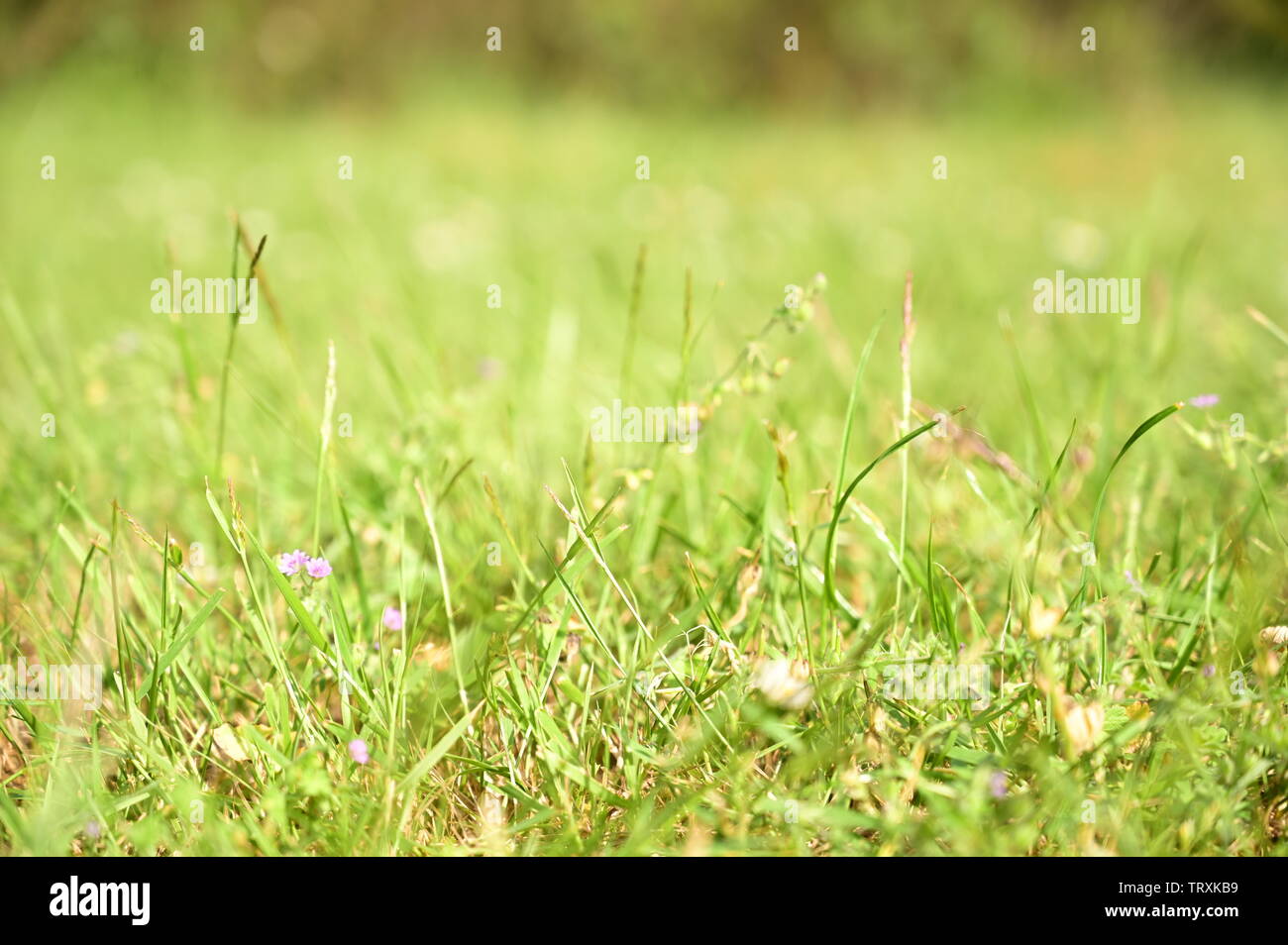 Nice green field hi-res stock photography and images - Alamy
