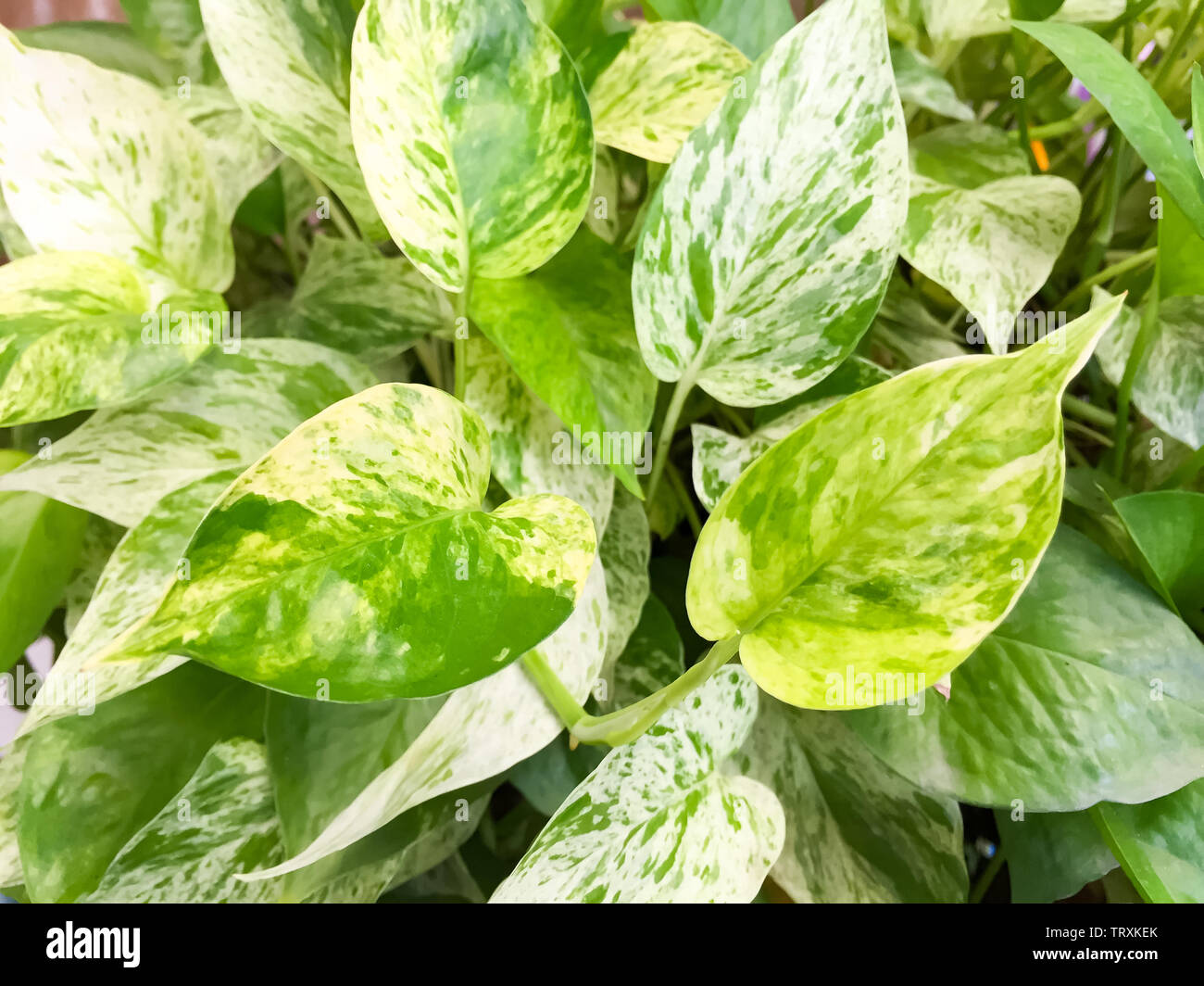 The leaf of Golden pothos planted in a potted plant, this is the detail ...