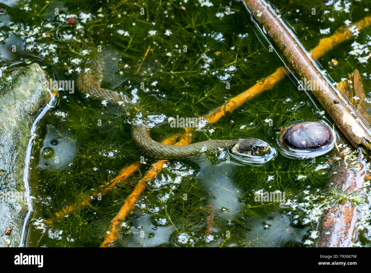water snake (natrix natrix) swimming in a pond Stock Photo - Alamy